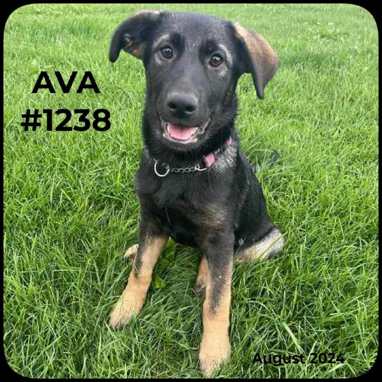 AVA – S.V.A.P.L.